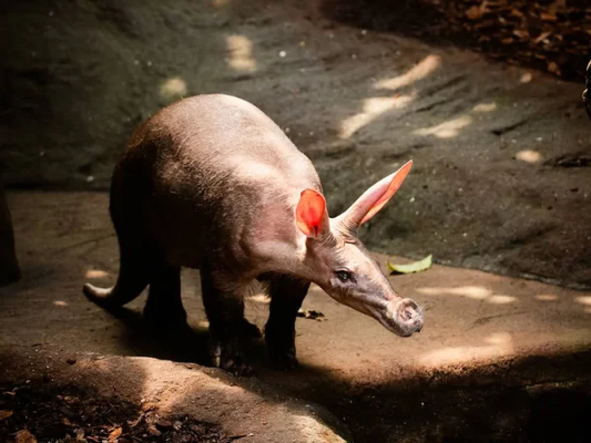 Animal Desconhecido Na Africa Animais Selvagens Pouco Conhecidos